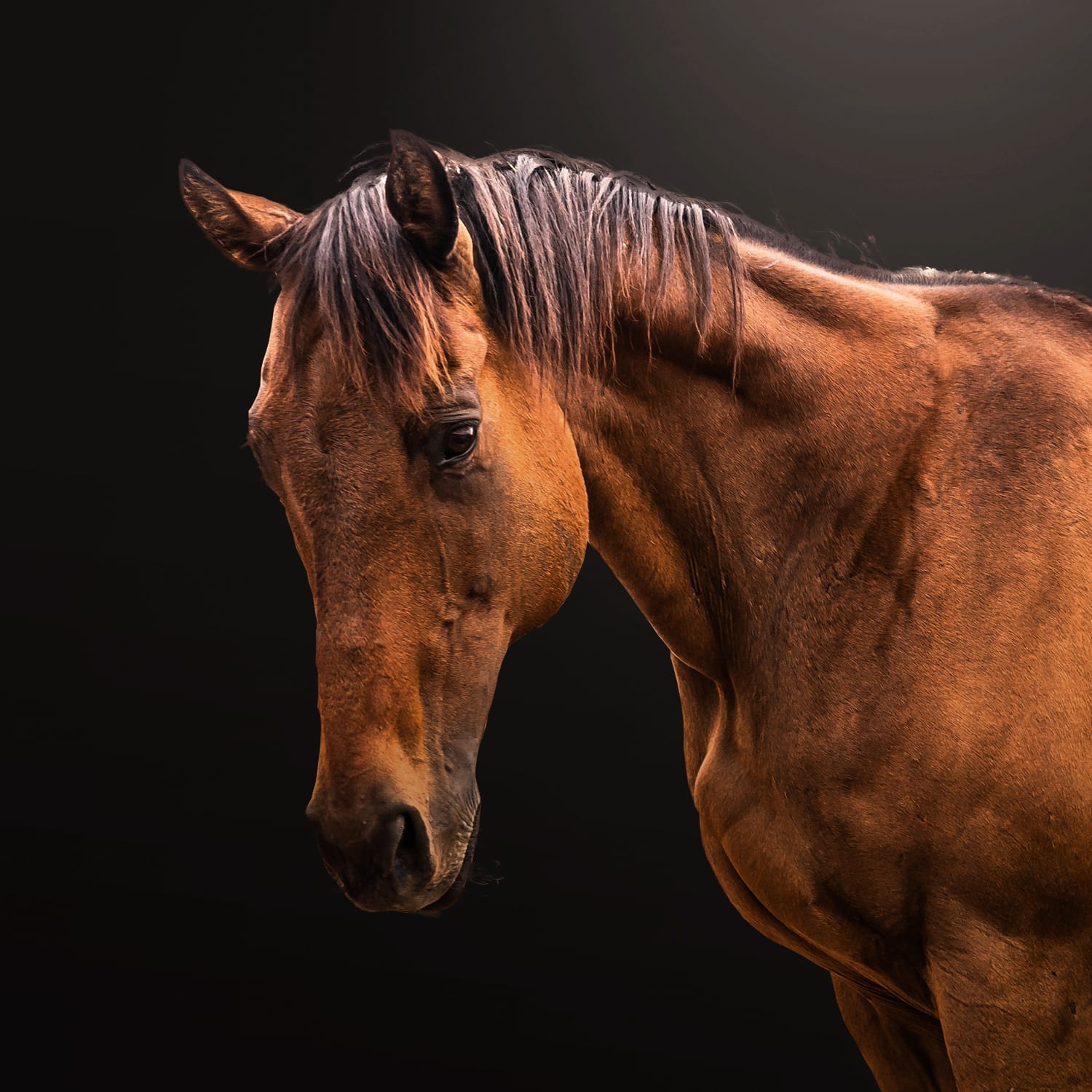 Equestrian Center - Artesian Valley Farm
