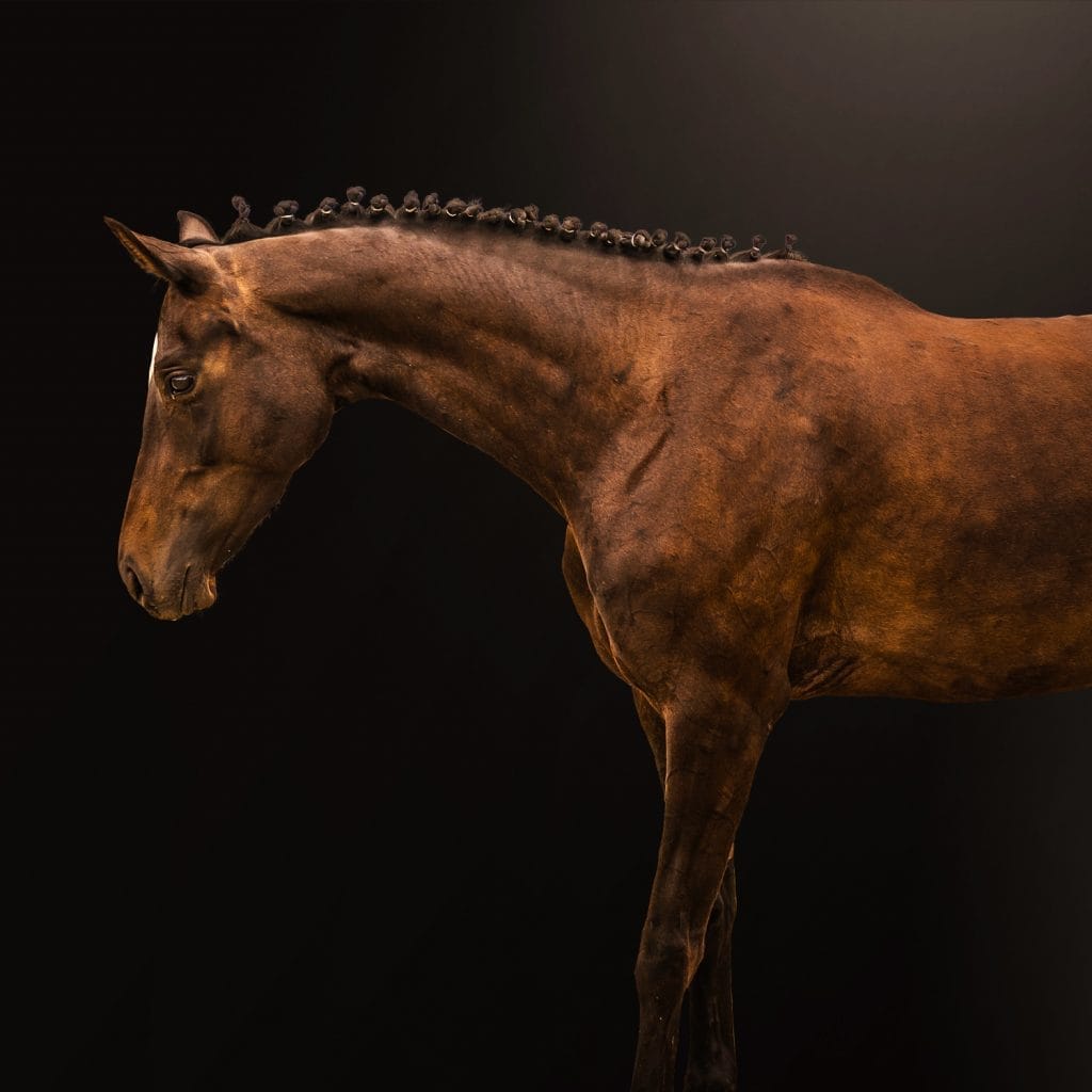 Equestrian Center - Artesian Valley Farm